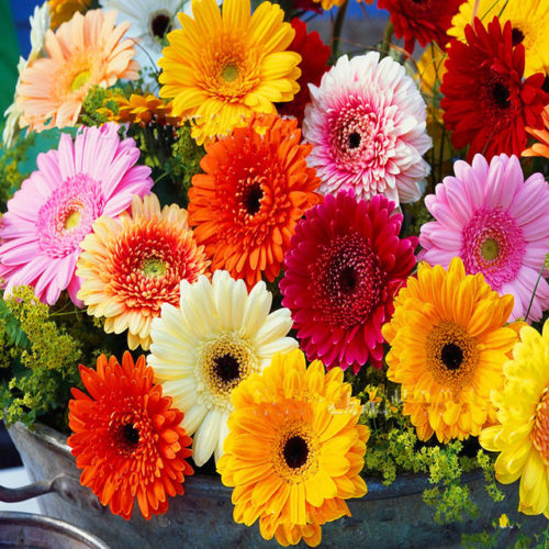 Gerberas Grandes Olho Verde - Florivárius